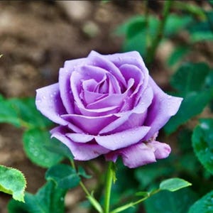 30+ Rare Seed| Light Purple Rose Seeds - Perennial - Authentic Seeds ...