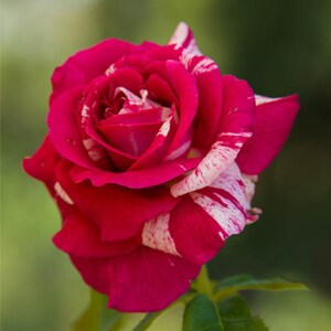 30 Rare Seeds- Red White Striped Rose Seeds - Perennial - Authentic ...