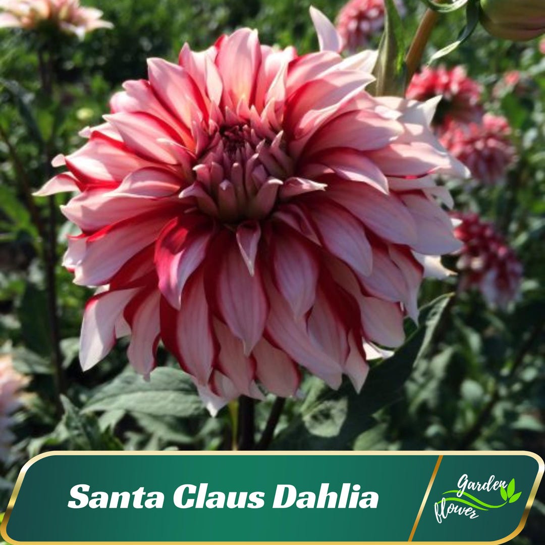 Red White Santa Claus Dahlia Perennial Flower Seeds - Perennial - Fast ...