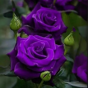 30+ Rare Seed| Dark Purple Rose Seeds - Perennial - Authentic Seeds ...