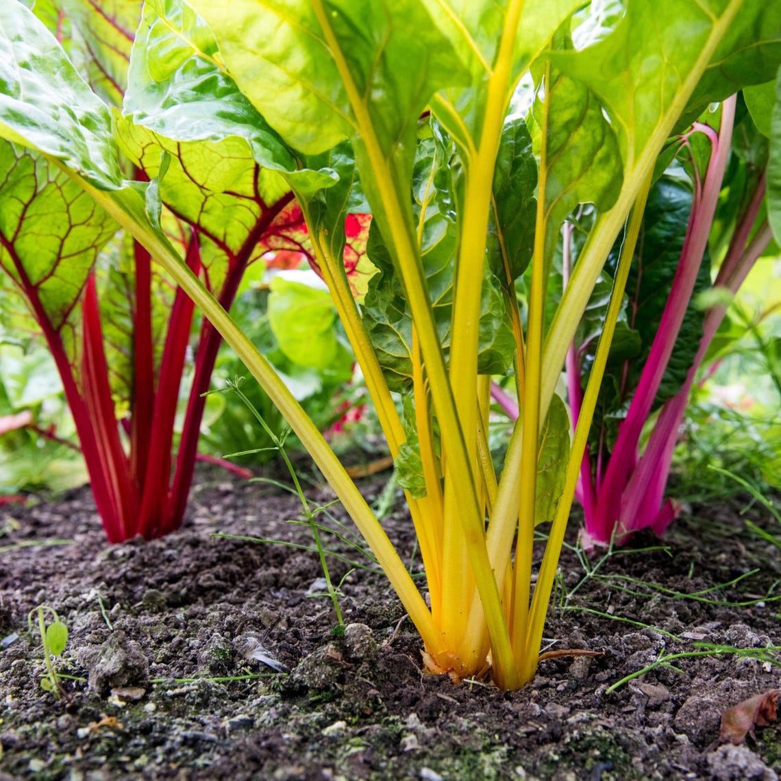 Rainbow Mixture Seeds – Colorful Annual Blooms for Garden Beds ...