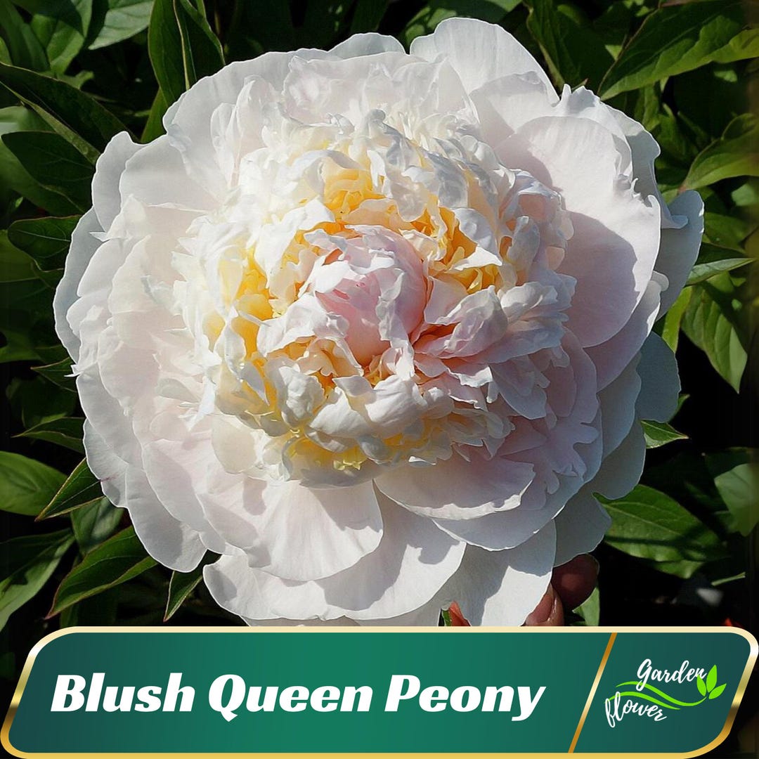 10+ Rare Seeds| Blush Queen Peony Seeds - Perennial - Authentic Seeds ...
