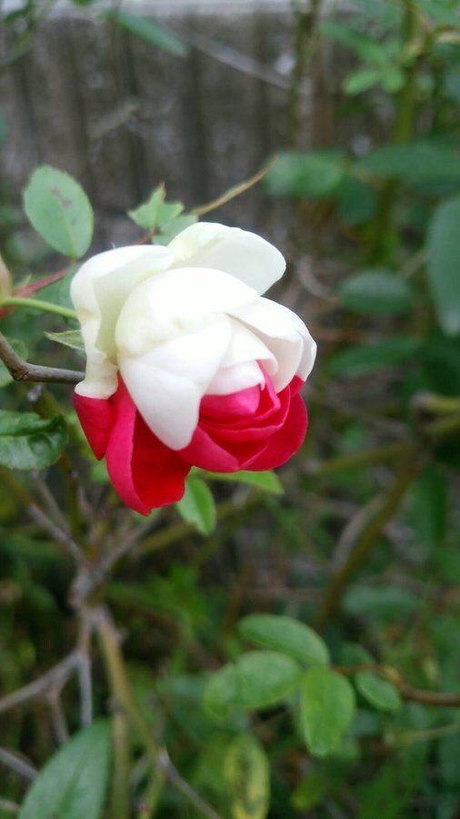 25 Rare Seed Zampa Dust Rose Seeds Perennial authentic - Etsy