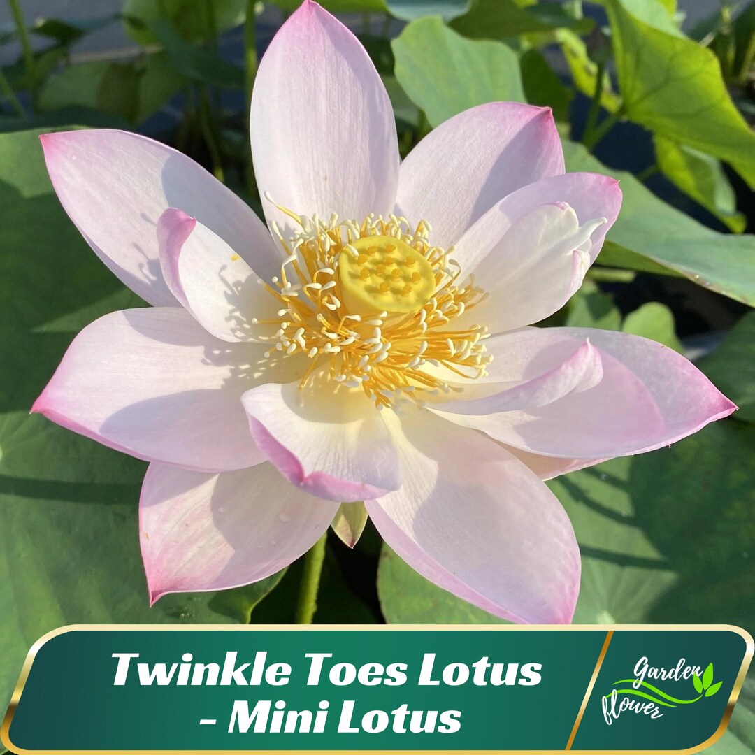 5 Twinkle Toes Lotus MINI LOTUS Seeds Indian Lotus nelumbo Nucifera ...