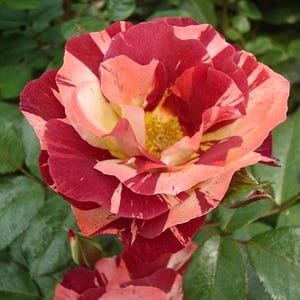 25+ Rare Seeds| Tropical Lightning Climbing Rose Seeds- Perennial ...