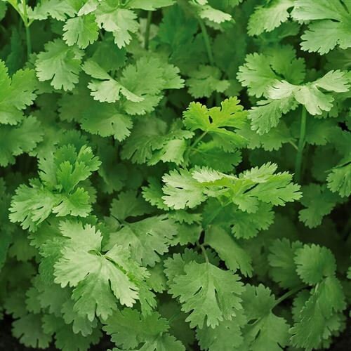 110 Seeds Cilantro Seeds perennial authentic Seeds-flowers - Etsy