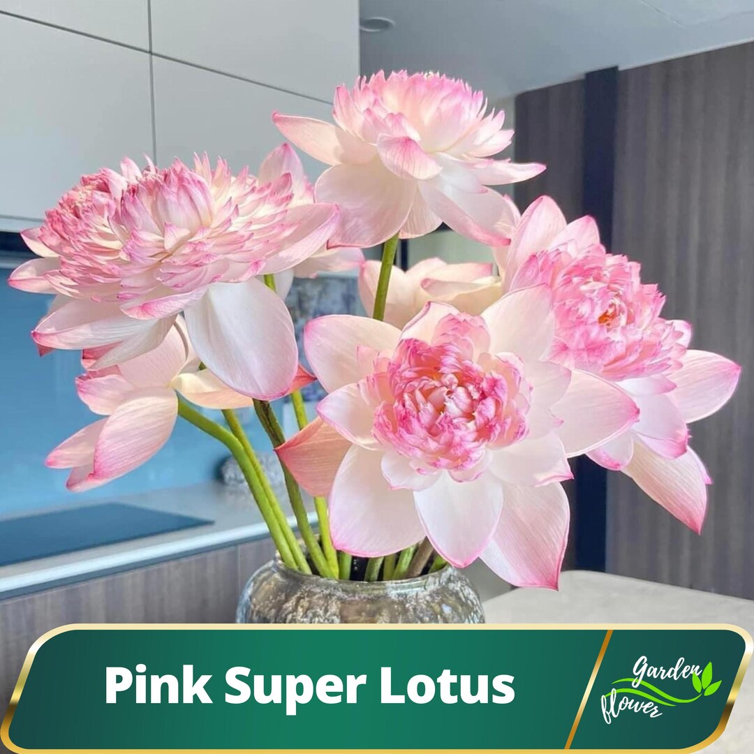 5 Pink Single Reflection Lotus Seeds - Indian Lotus (nelumbo Nucifera ...