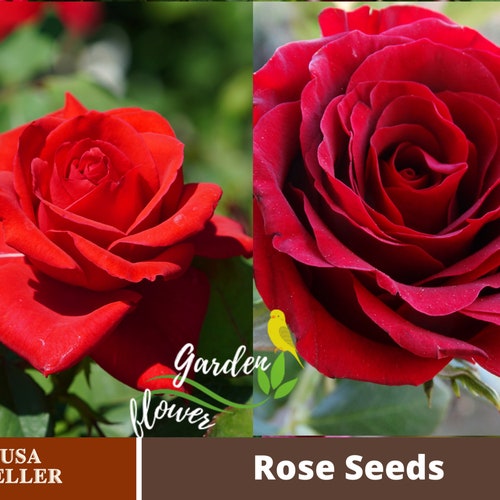 25 Rare Seed Red Climbing Rose Seeds seeds Fruit Seeds - Etsy