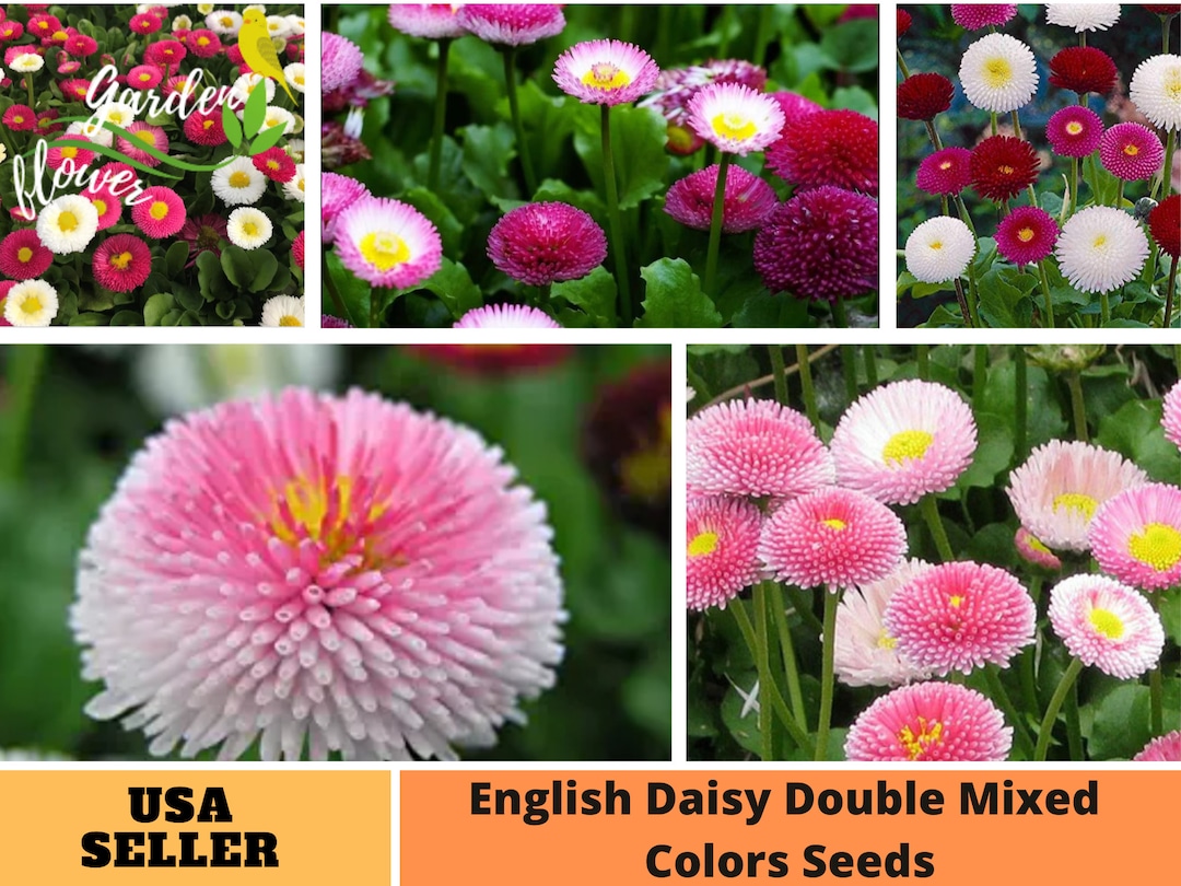 English Daisy Double Flower Mix Seeds Authentic Seeds Cold Resistant ...
