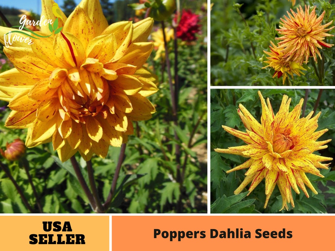 Yellow Red Poppers Dahlia Perennial Flower Seeds authentic Seeds ...