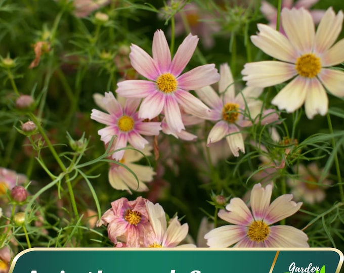 English Daisy Double Flower Mix Seeds - Authentic Seeds - Cold ...