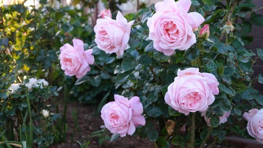 25 Rare Seeds Pink Rose Seeds perennial authentic - Etsy