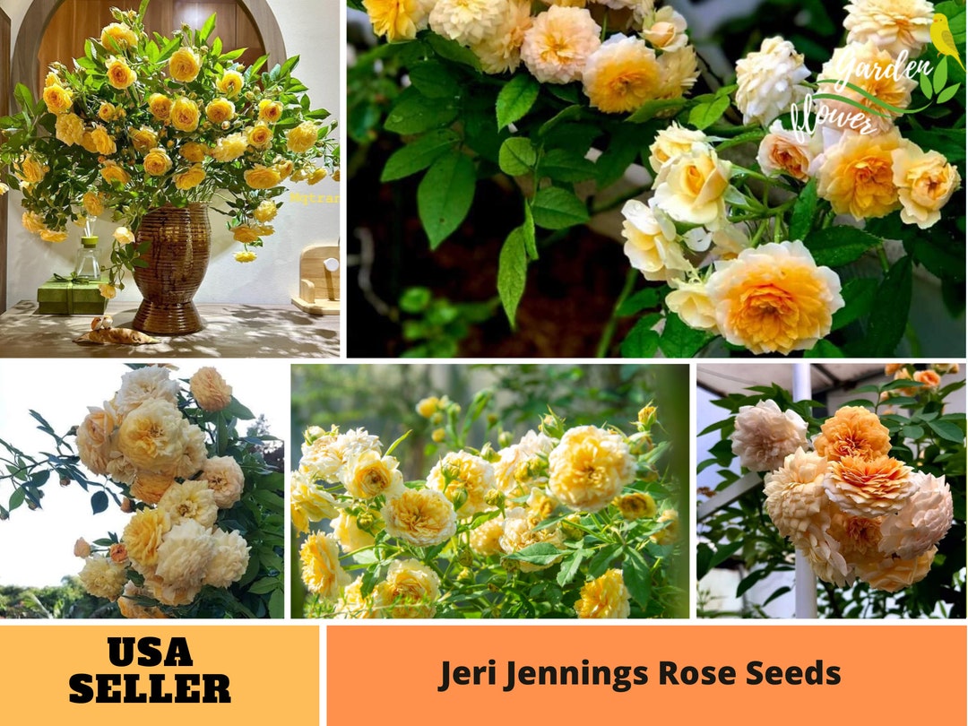 25 Rare Seeds Jeri Jennings Rose Seeds Perennial Authentic Open ...