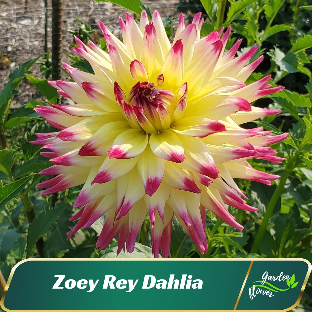 Pink Yellow Zoey Rey Dahlia Flower Seeds - Perennial - Flowering - Fast ...