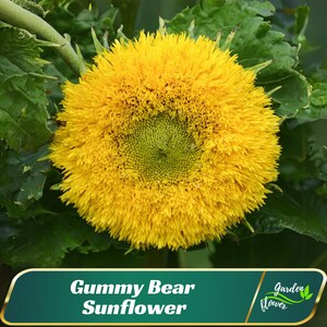 25+ Seeds| Yellow Gummy Bear Sunflower Seeds - Annual - Authentic Seeds ...