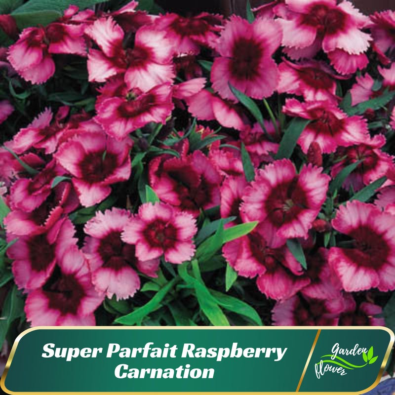 GardenFlowerSeed - Etsy