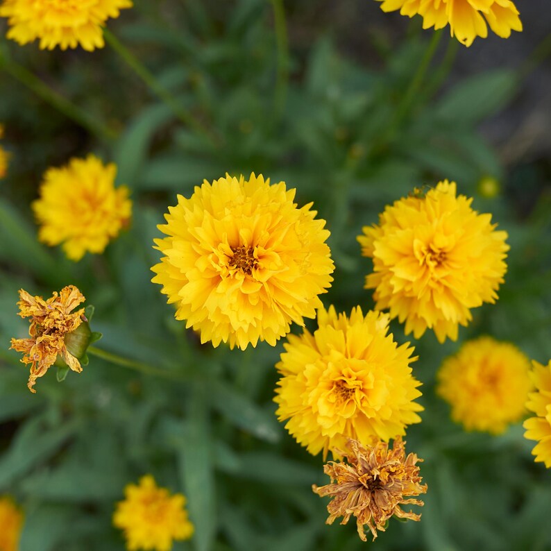Solanna Golden Sphere Coreopsis Seeds – Coreopsis Grandiflora – Golden ...