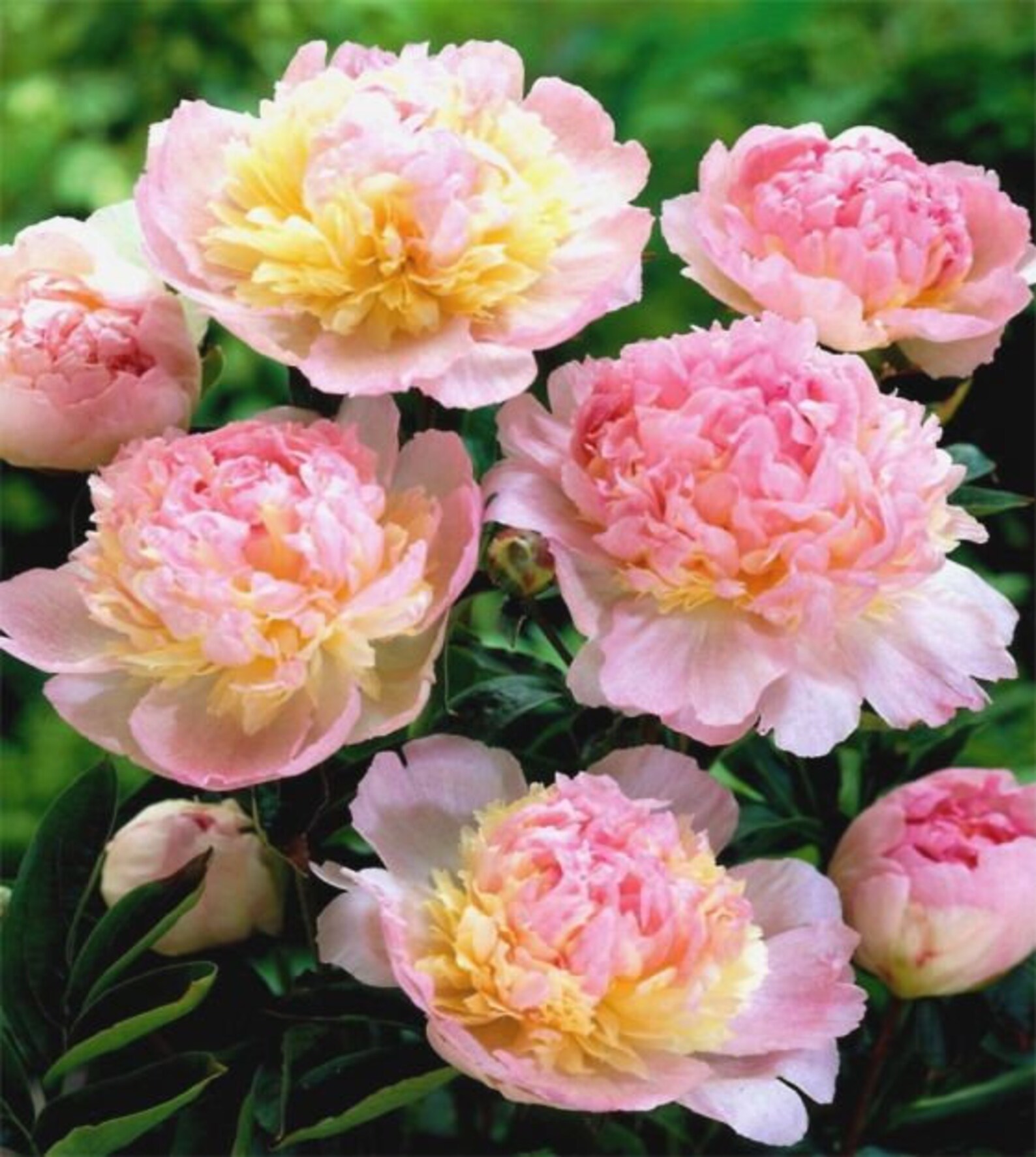 10 Rare Seeds Raspberry Sundae Peony Seeds B029 BUY 3 GET | Etsy