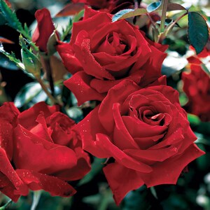 25+ Rare Seed| Red Rose Seeds - Perennial - Authentic Seeds - Rose ...