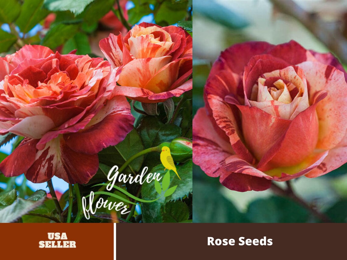 25 Rare Seeds Tropical Lightning Climbing Rose Seeds - Etsy