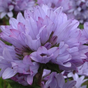 Campanula Glomerata 'caroline' - Perennial - Bellflower – Cold ...