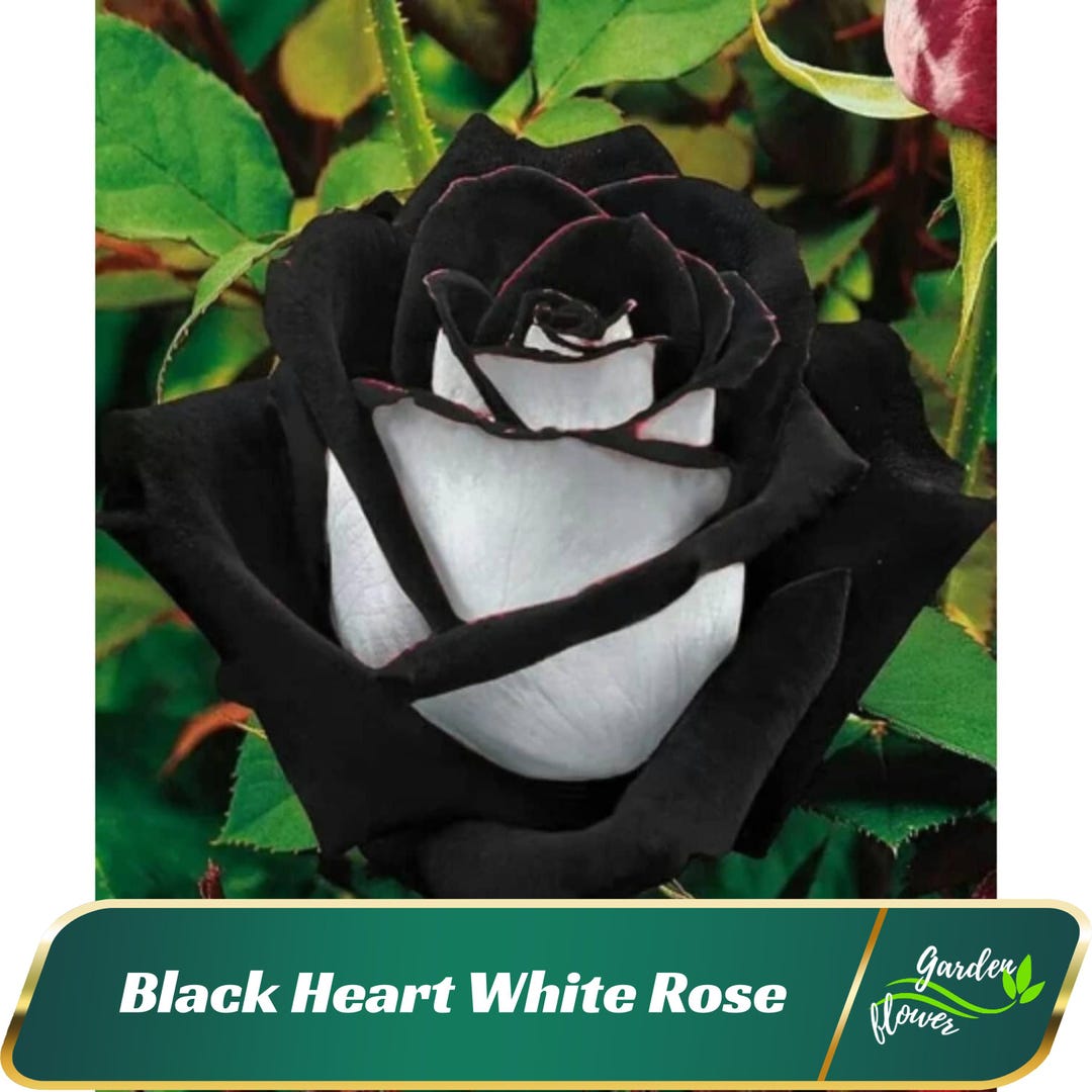 30 Rare Seeds| Black Heart White Rose Seeds - Perennial - Authentic ...