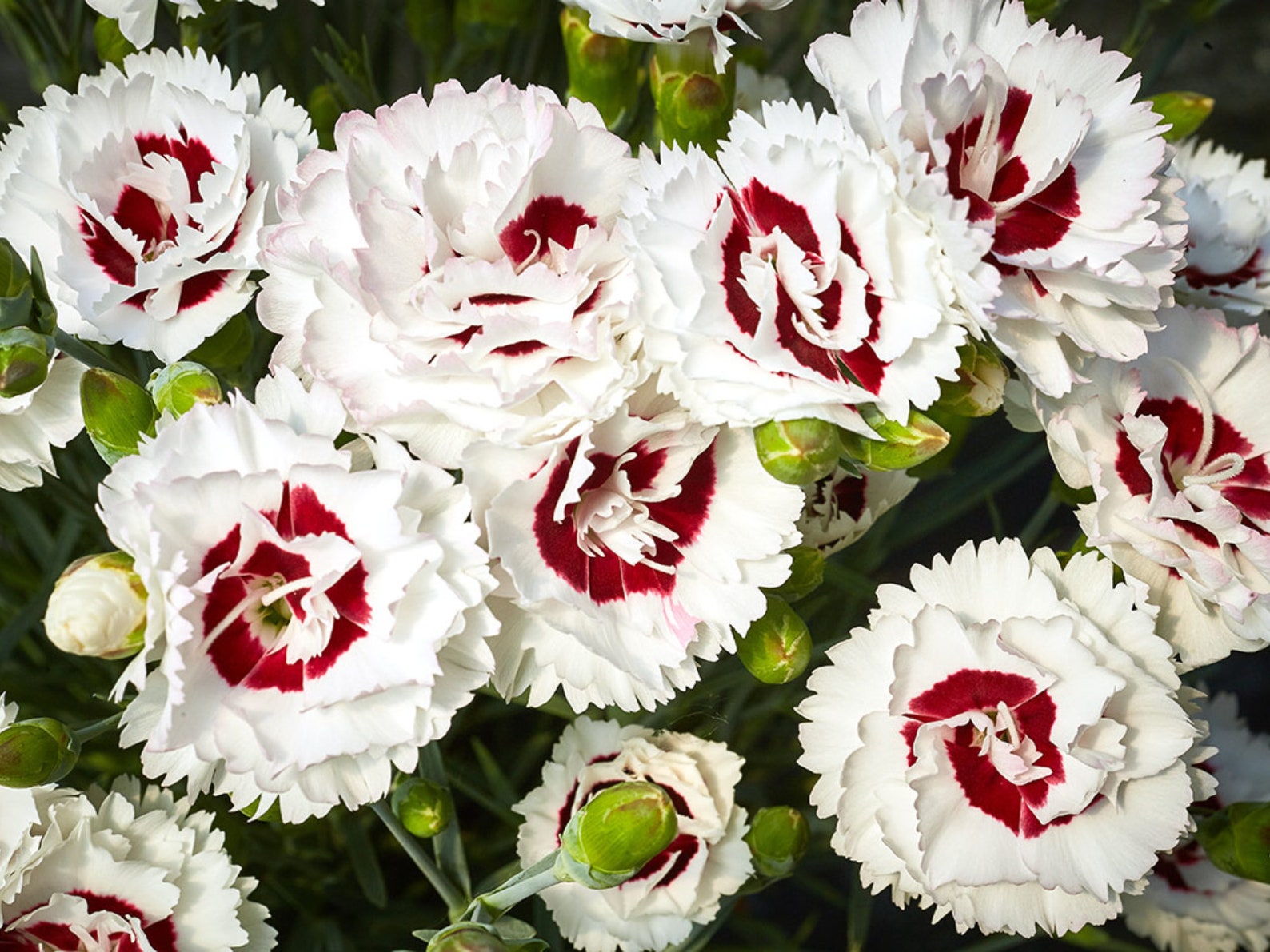 Scent First Coconut Surprise Dianthus Carnations- Authentic Seeds ...