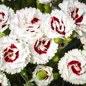 Scent First Coconut Surprise Dianthus Carnations- Authentic Seeds ...