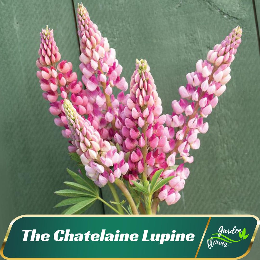 Lupinus ‘the Chatelaine’ (lupine) - Authentic Seeds ~ GMO Free ~ Seeds ...