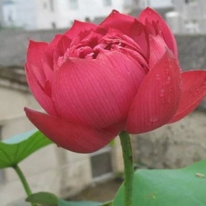 5 Heart Blood Lotus Seeds Indian Lotus nelumbo Nucifera Perennial ...