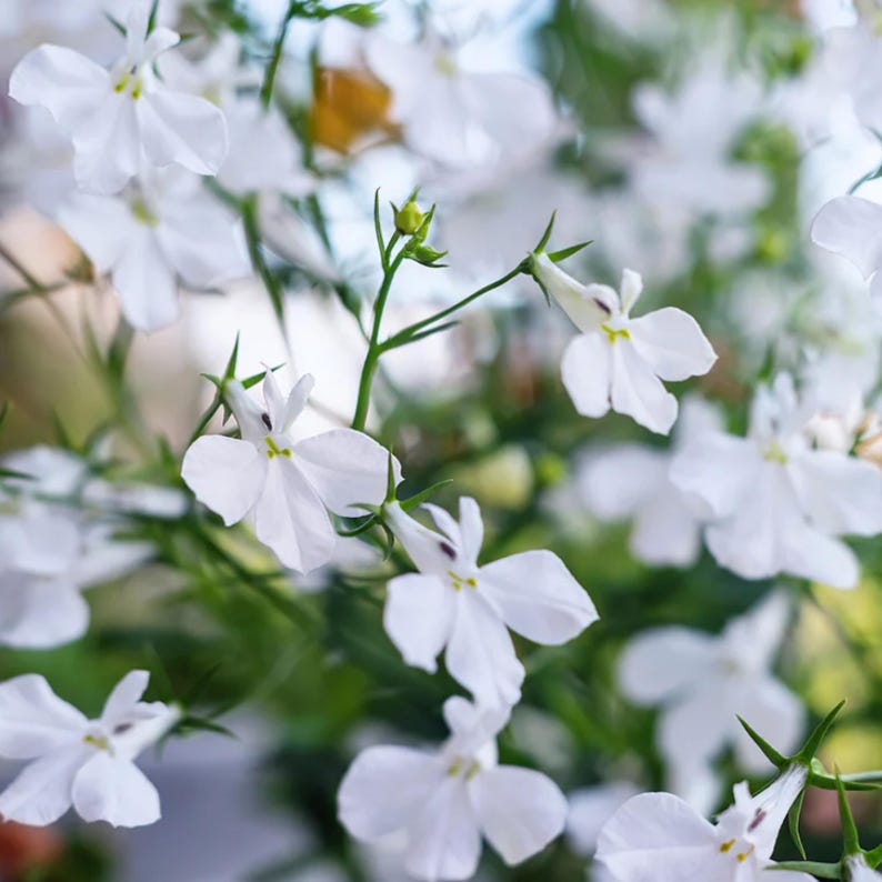 Regatta White Lobelia Erinus Seeds- Flowering-fast Growing- Open ...