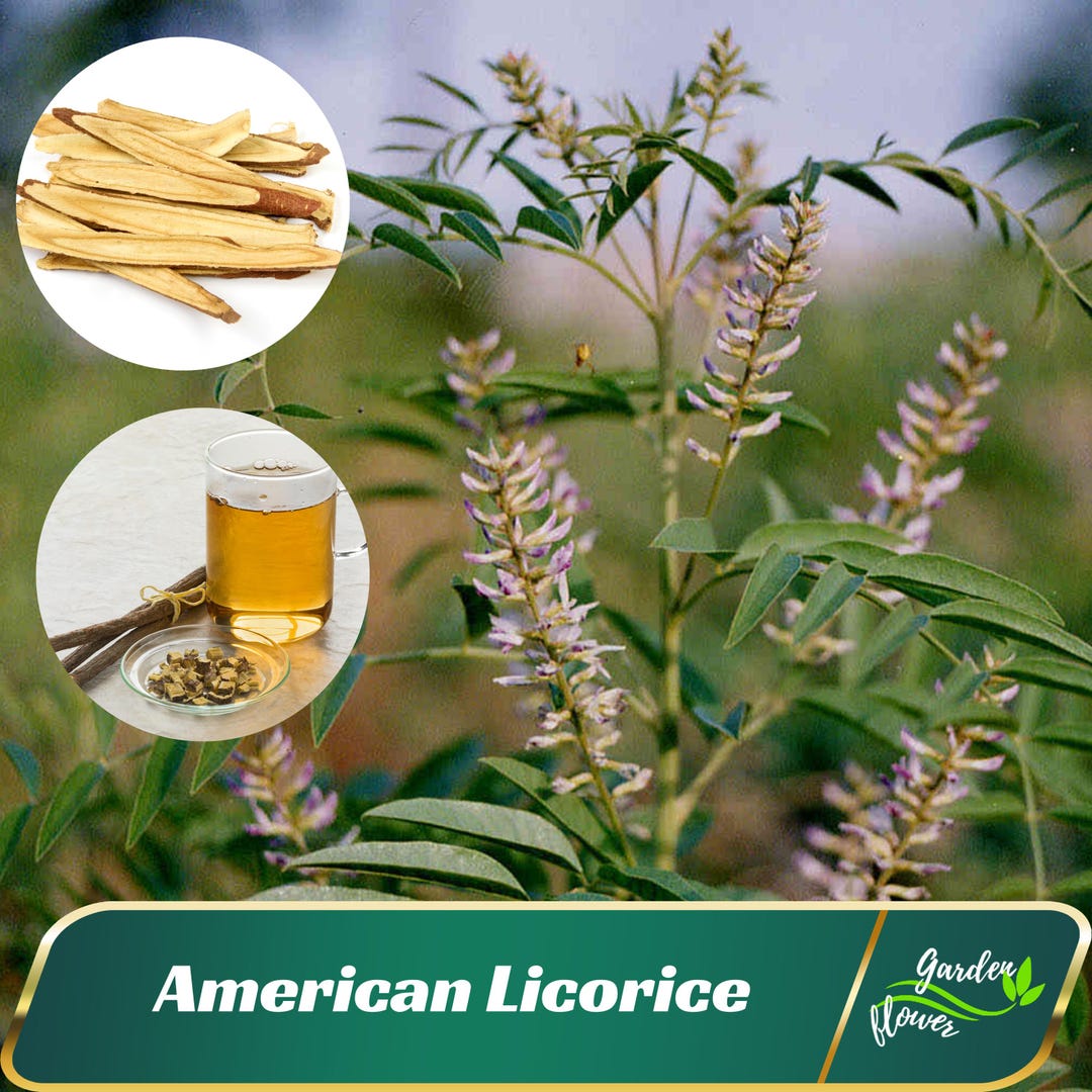 American Licorice Seeds - Authentic Seeds - Cold Resistant - Fast ...