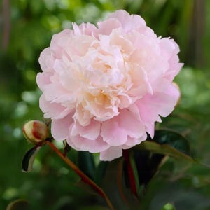 10+ Rare Seeds| Moon River Peony Seeds - Perennial - Authentic Seeds ...