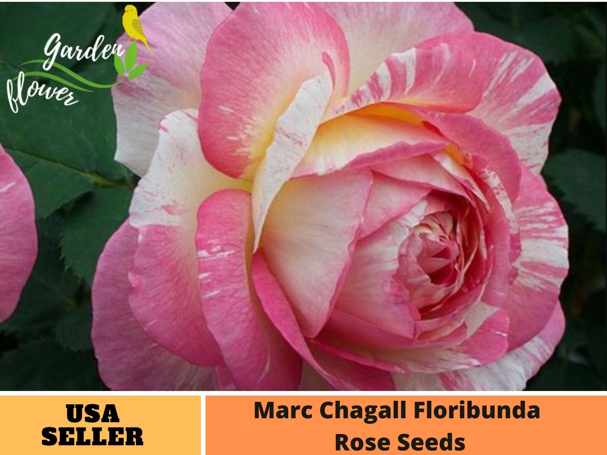 25 Rare Seeds Pink White Rose Seeds Perennial authentic - Etsy