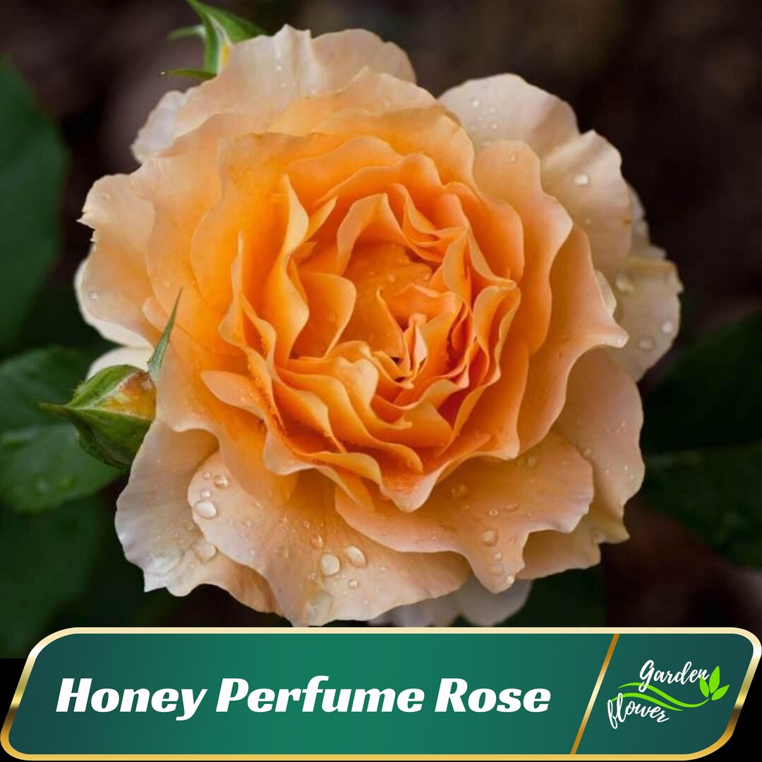 30 Seeds| Honey Perfume Floribunda Rose Seeds- Perennial - Authentic ...