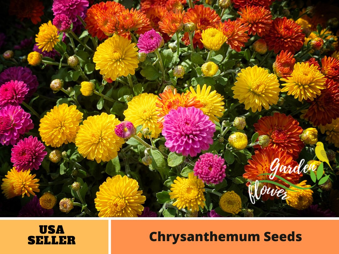 50 Seeds Multi-color Ground-cover Chrysanthemum Seeds Perennial ...
