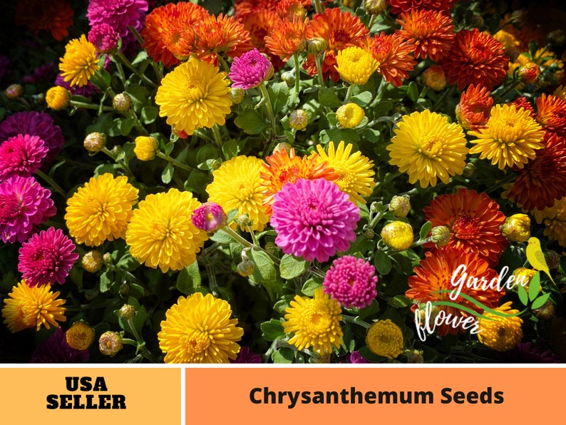 50 Seeds Multi-color Ground-cover Chrysanthemum Seeds seeds - Etsy