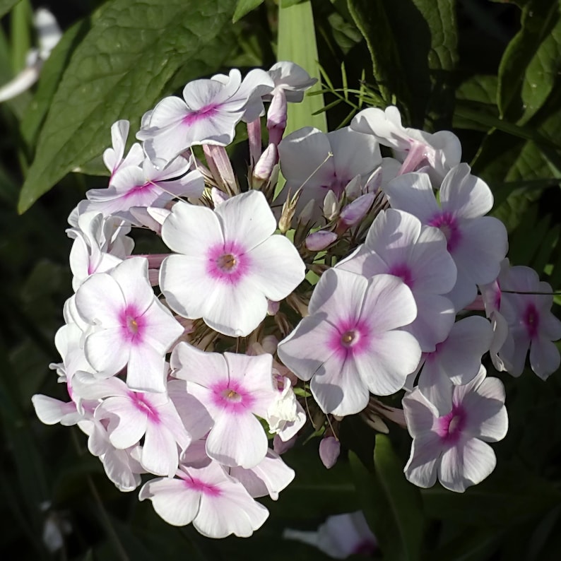Amazing Grace Creeping Phlox Seeds – Pink & White Ground Cover - Etsy