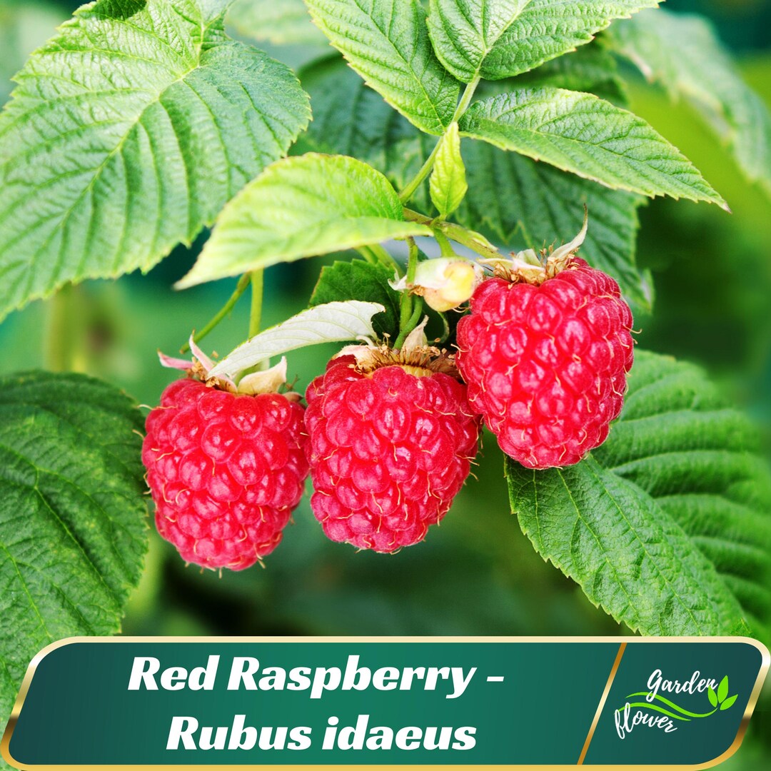 35s - Red Raspberry Seeds - Fruit Seeds - Rubus - Perennial Seeds ...
