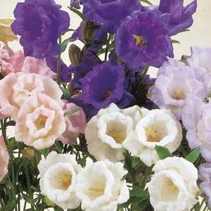 Campanula Medium 'double Mix' (cup & Saucer) - Perennial - Bellflower ...