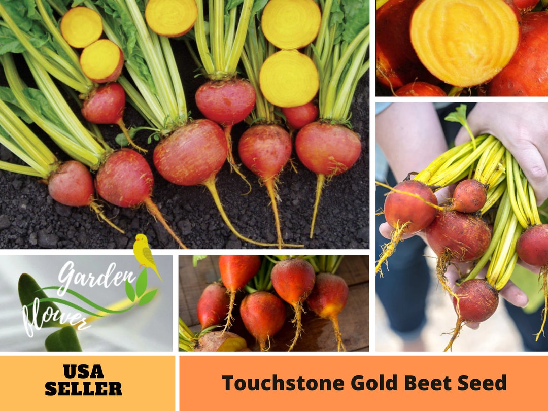 Beet, Touchstone Gold Seeds-perennial authentic Seeds-flowers organic ...