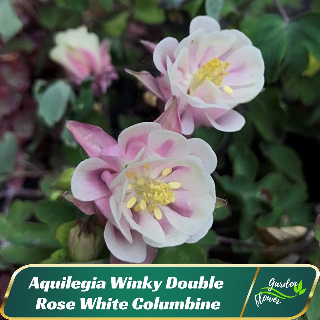 Aquilegia Winky Double Rose White Columbine Seeds - Cold Resistant ...