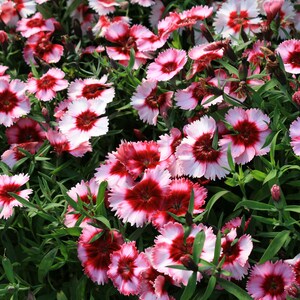 Super Parfait Strawberry Carnations - Authentic Seeds - Cold Resistant ...