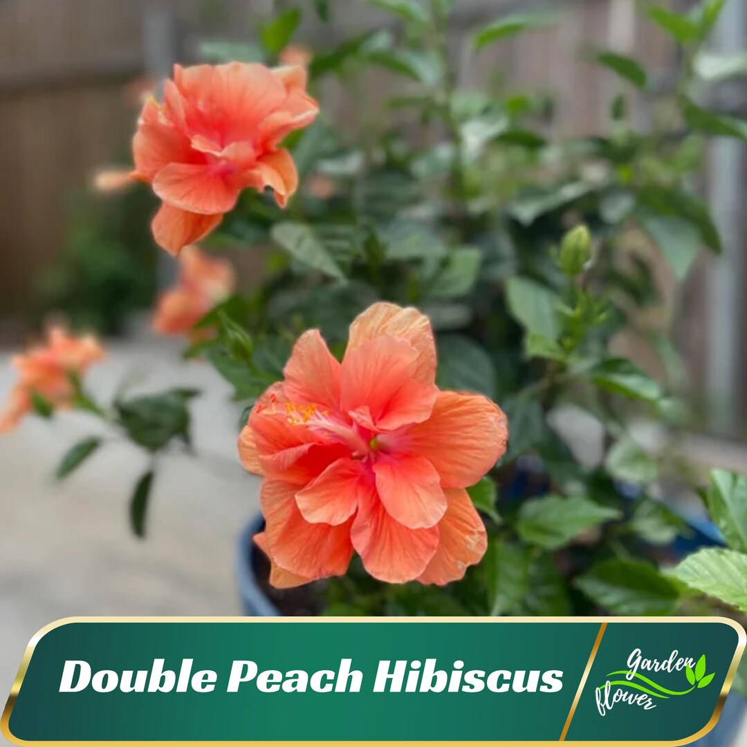 Double Peach Hibiscus Seeds - Authentic Seeds - Fast Growing - Self ...