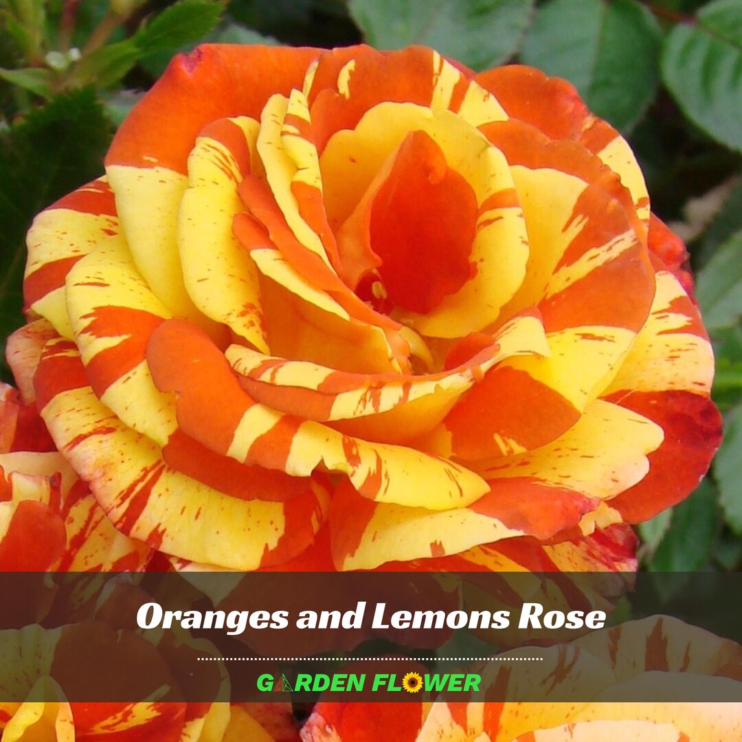 30+ Rare Seeds| Oranges and Lemons Rose Seeds - Perennial - shrubs ...