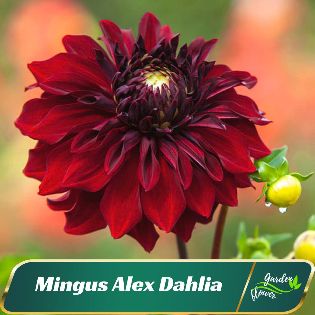Red Mingus Alex Dahlia Perennial Flower Seeds - Perennial - Fast ...