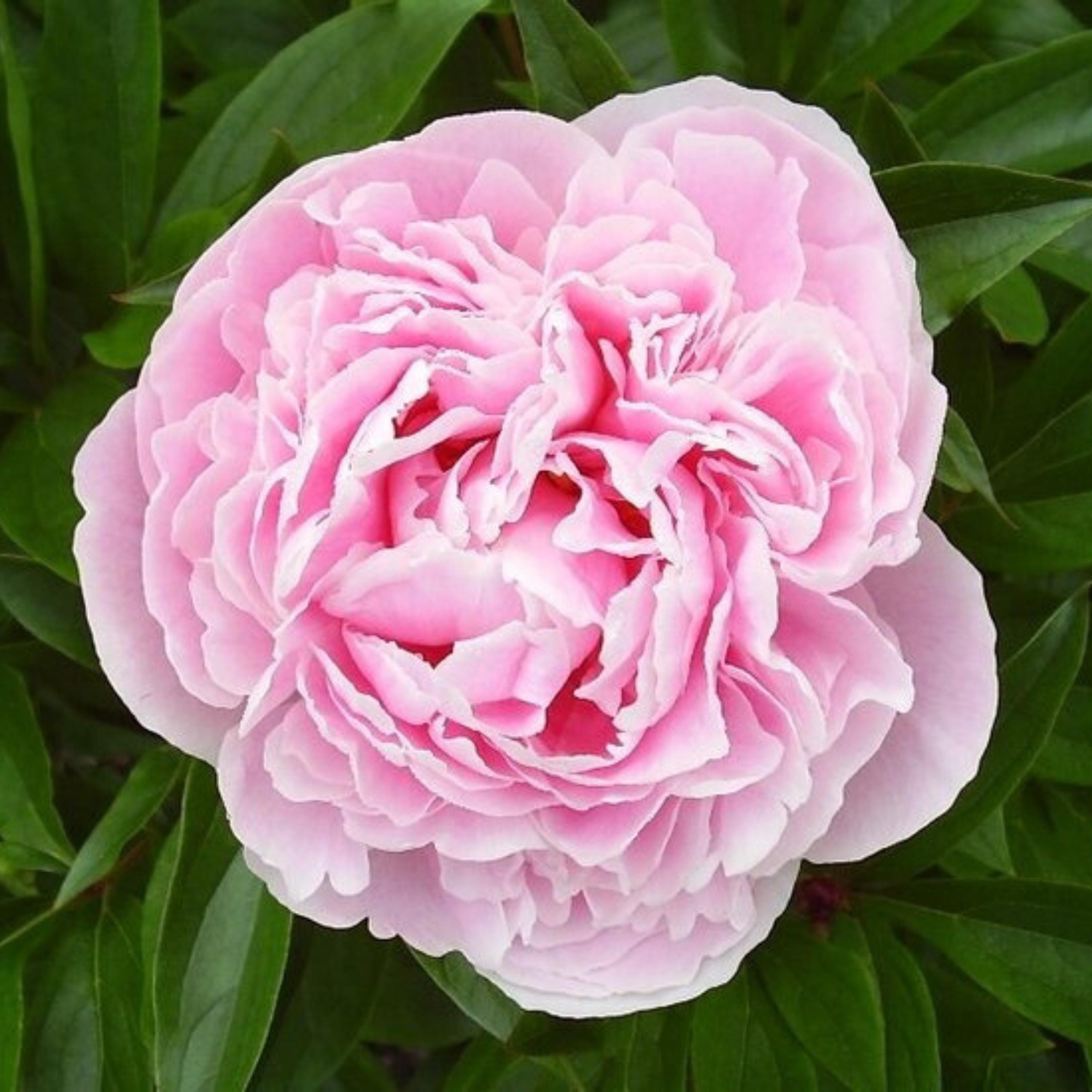 10+ Rare Seeds| Sarah Bernhardt Peony Seeds - Perennial - Authentic ...