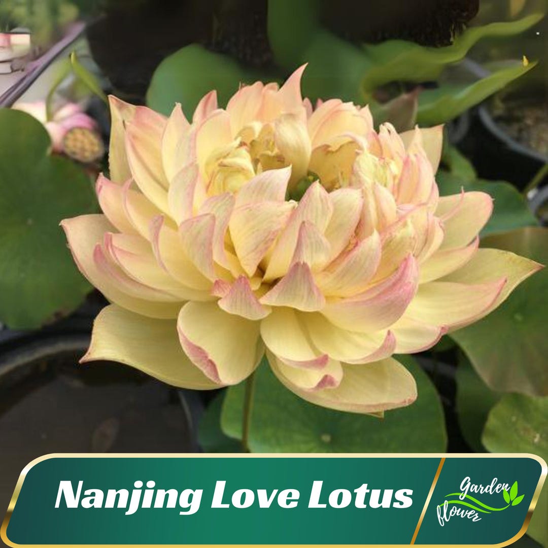5 Nanjing Love 16 Lotus Seeds - Indian Lotus (nelumbo Nucifera ...