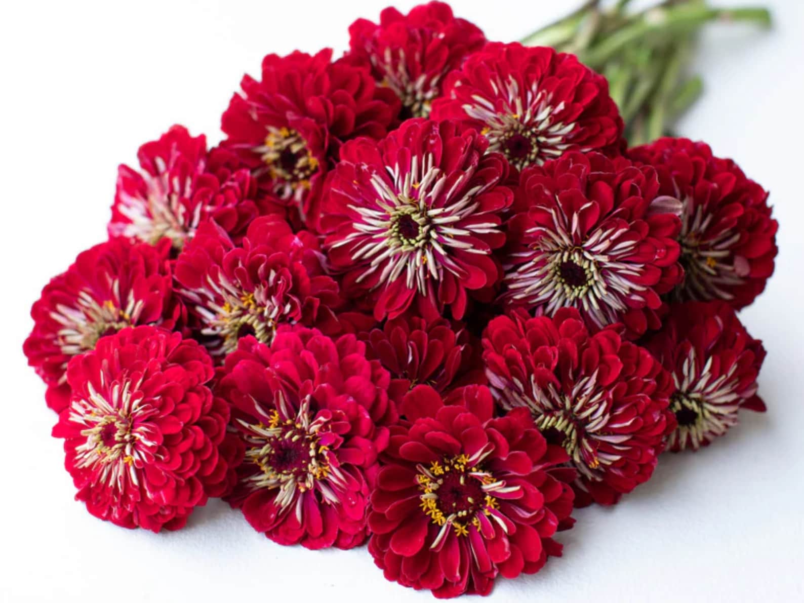 Zinnia ‘benary’s Giant Deep Red’ - Zinnia Elegans - Authentic Seeds ...