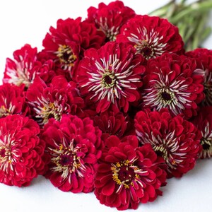 Zinnia ‘benary’s Giant Deep Red’ - Zinnia Elegans - Authentic Seeds ...